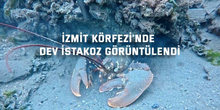 İzmit Körfezi'nde dev ıstakoz görüntülendi